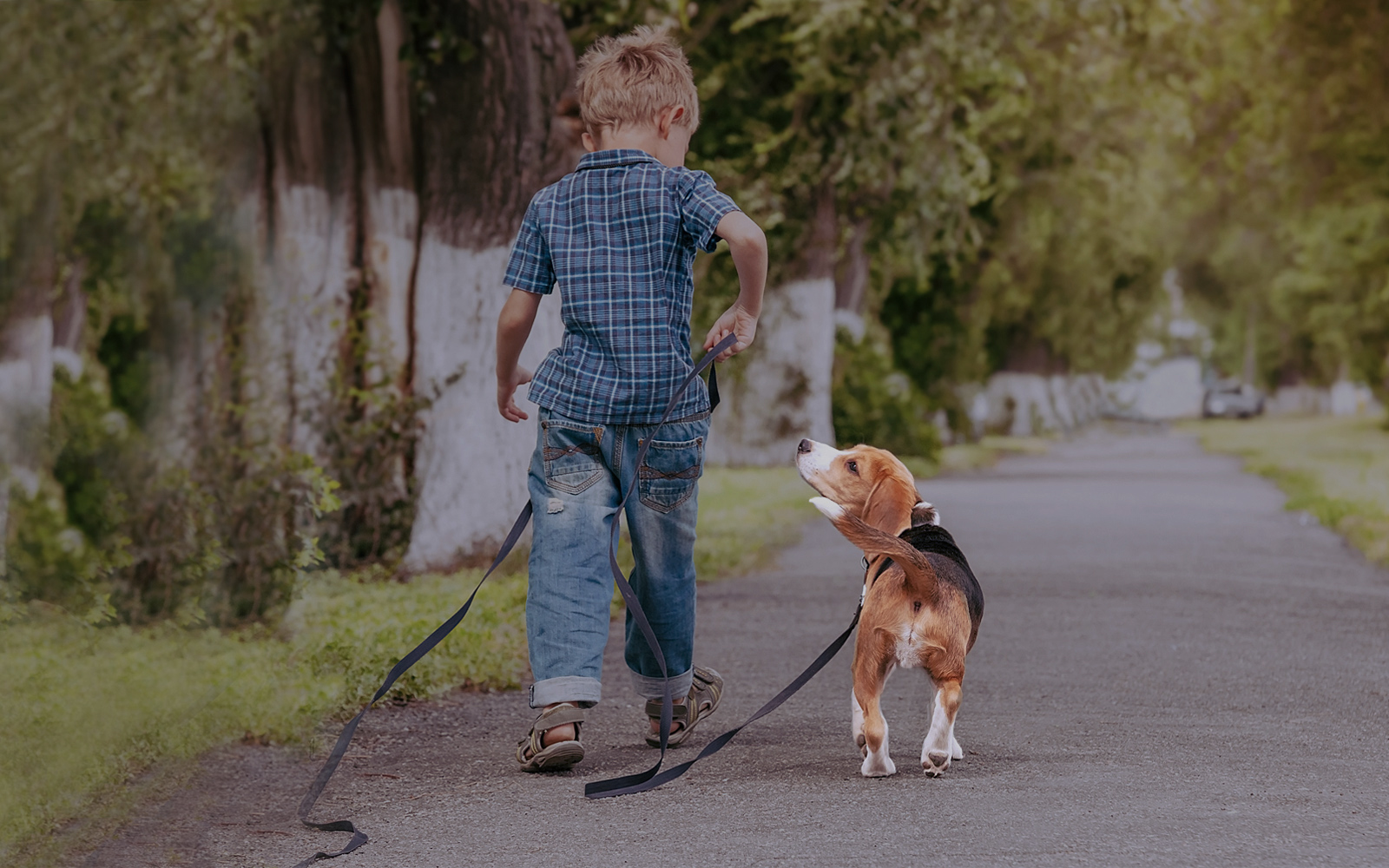 Home - Microchip ID Systems Partner Hub : Microchip ID Systems Partner Hub